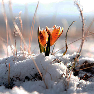 Natural Playgrounds Store